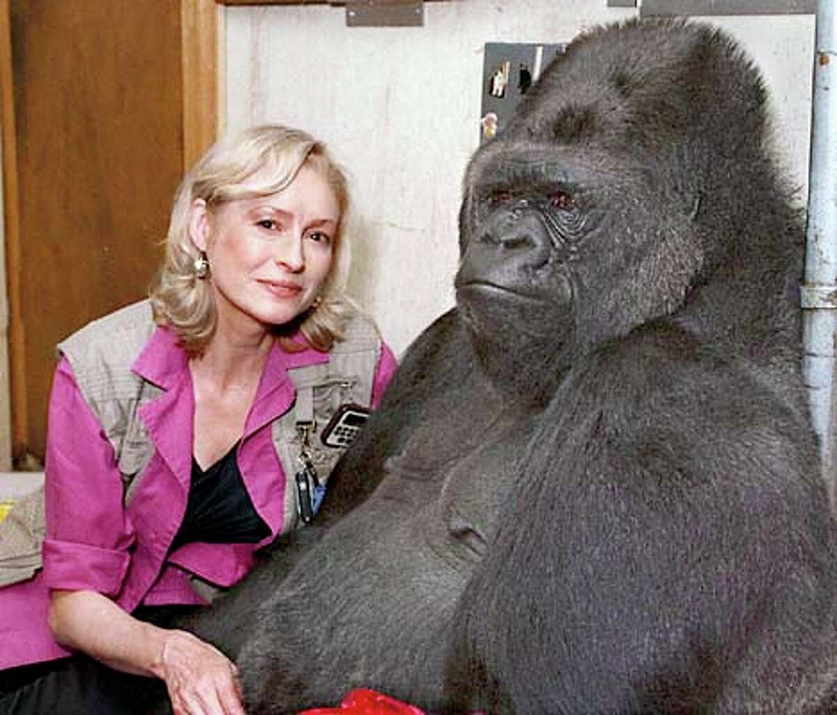 MAUI ON HER MIND / Koko is heading for Hawaii -- with a friend