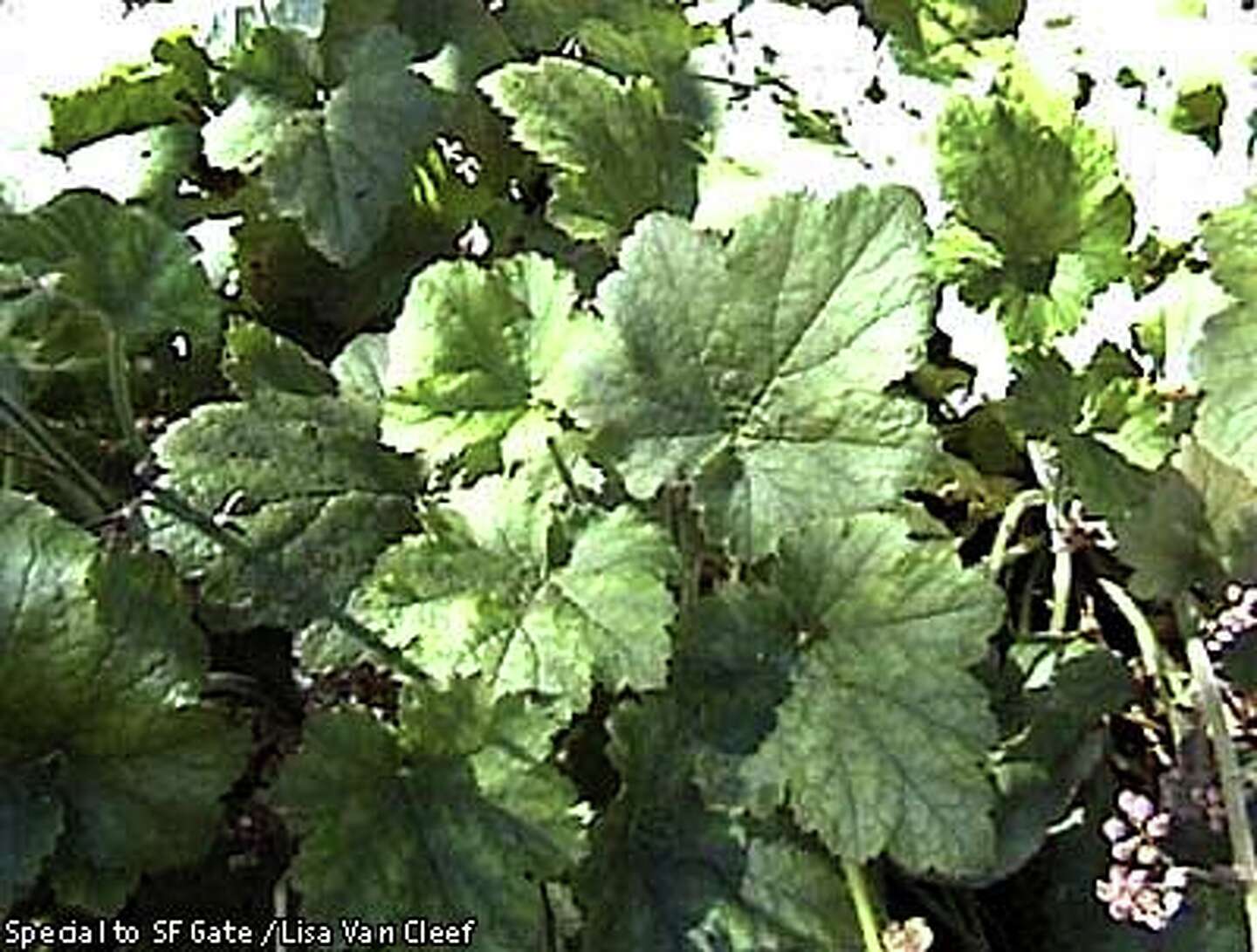 Native Spotlight / The Delicate Yet Rugged Heuchera