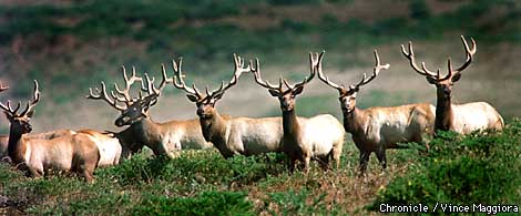 BAY AREA FOCUS -- Elks' Population Boom / Point Reyes plan includes ...