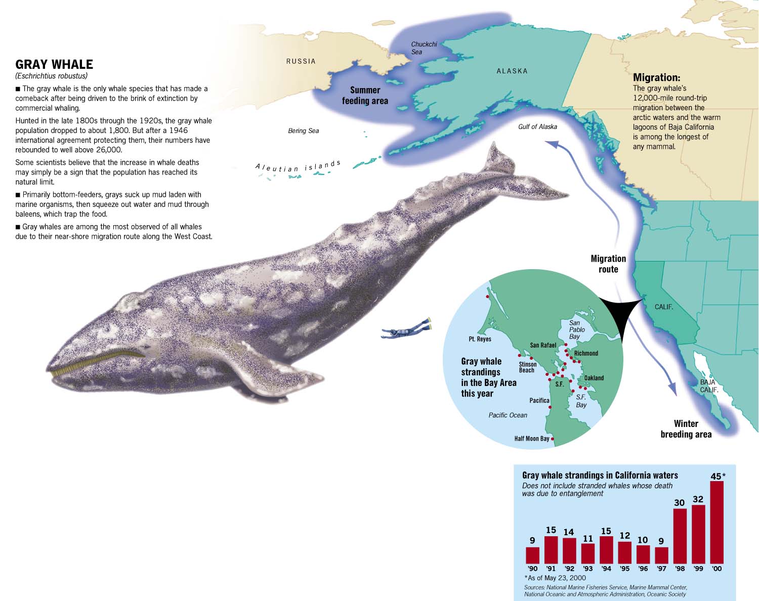 A Growing Graveyard of Grays / Increase in Pacific whale deaths leaves ...