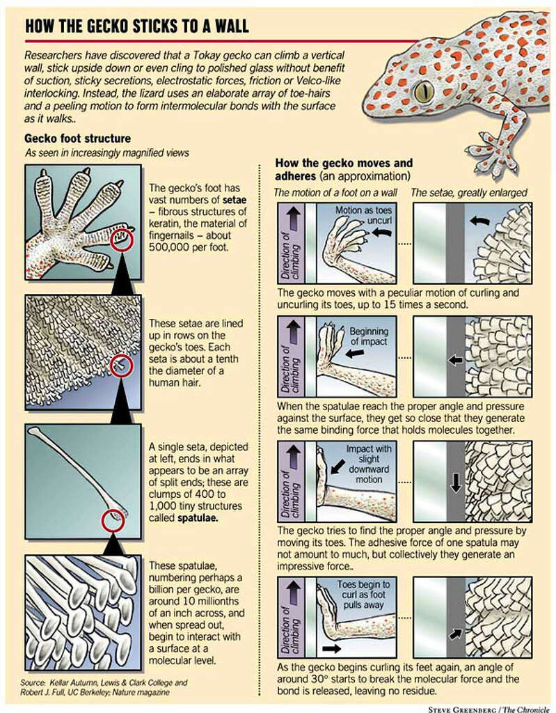 게코 도마뱀 빨판 (Toepads) : Setae, Spatulae, Scansor : 네이버 블로그