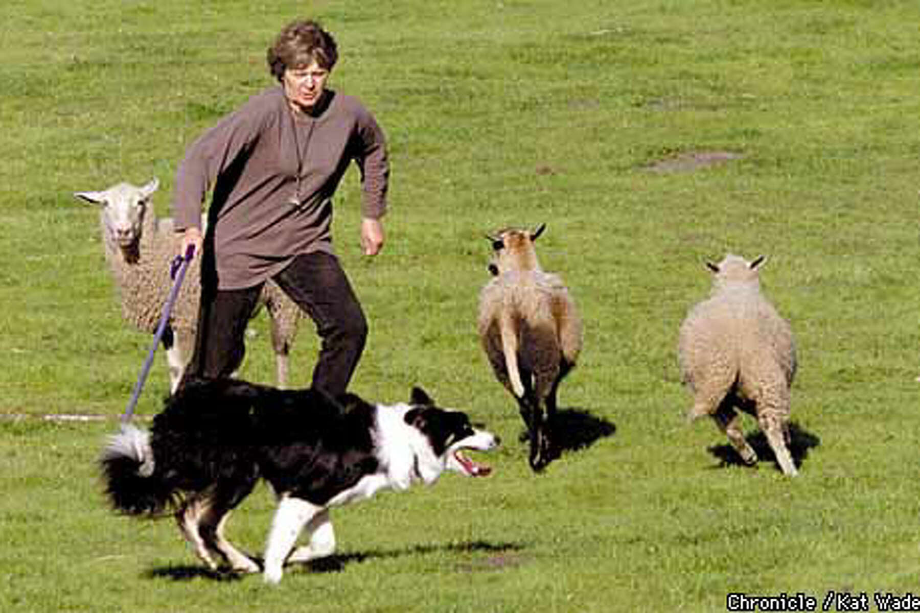 How To Train A Sheep Herding Dog