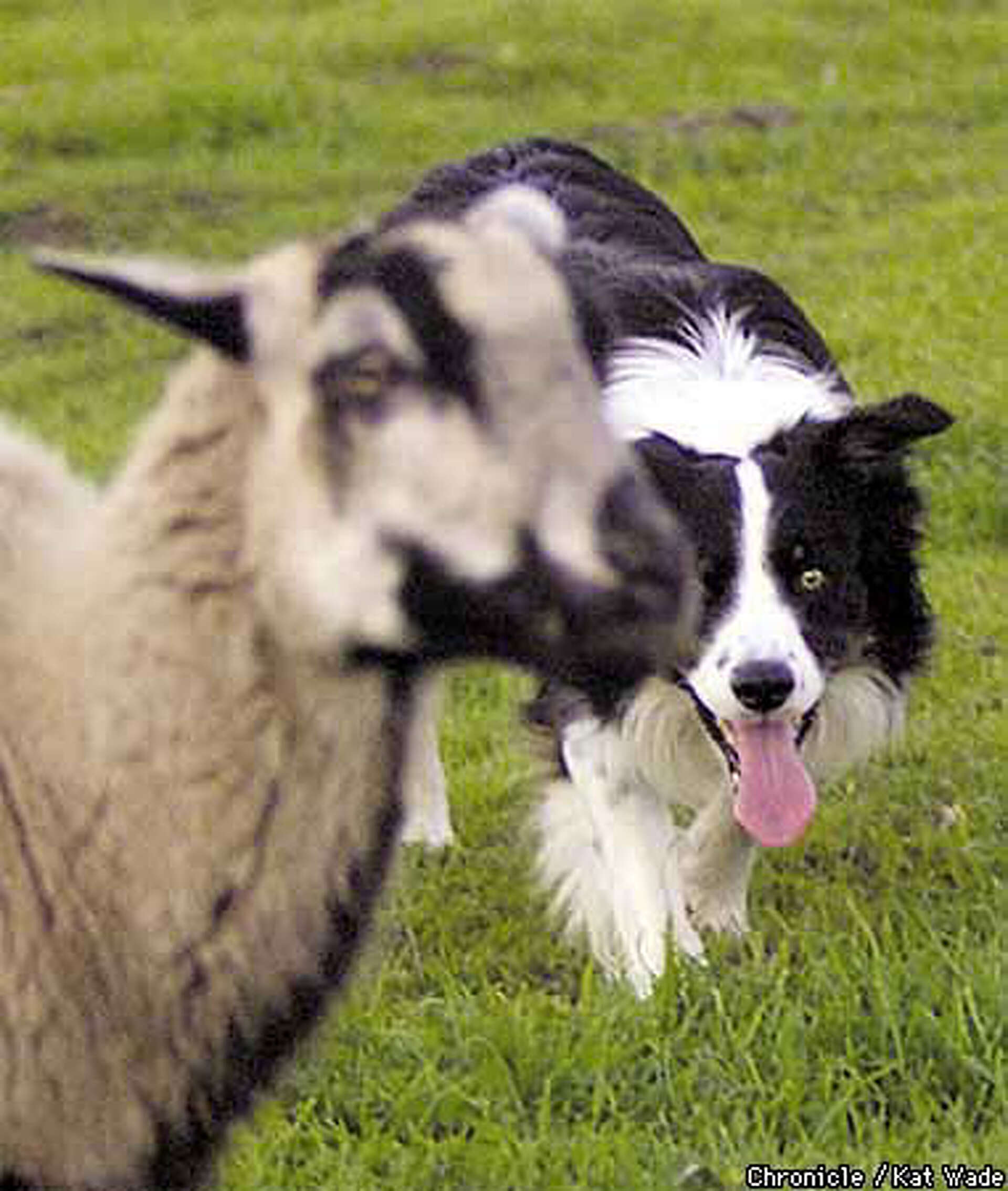 DOGGED PURSUIT / East Bay folks flock to sheepherding to keep their ...