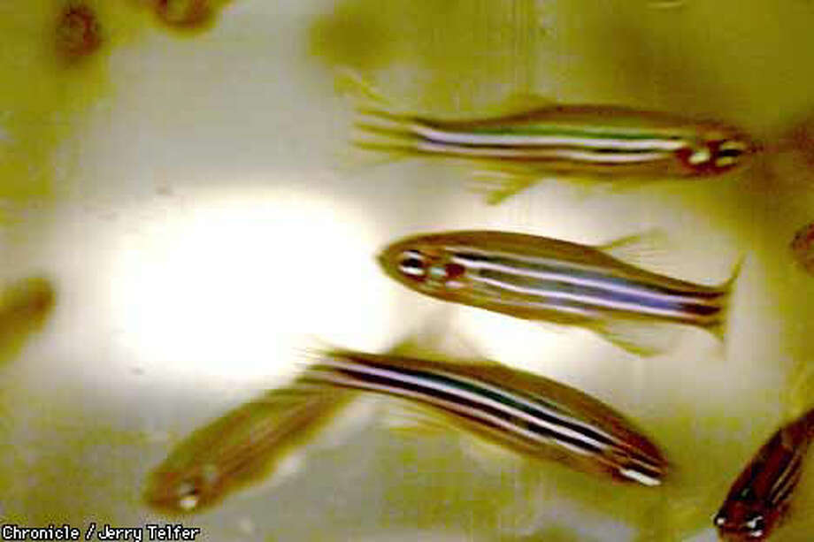 Window On Life / Transparent eggs of the zebra fish let researchers see ...
