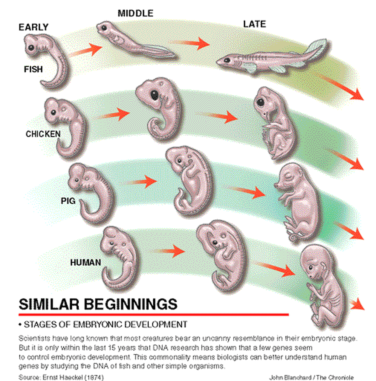 Window On Life / Transparent eggs of the zebra fish let researchers see ...
