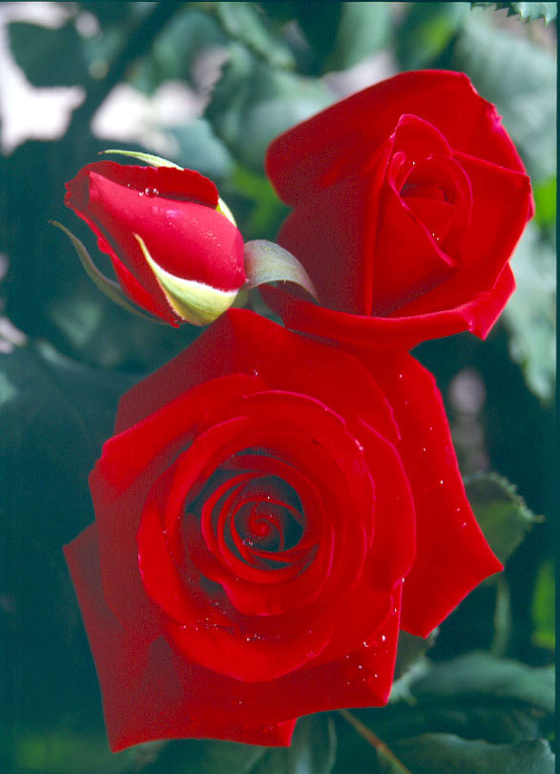 It's almost Valentine's Day: Time to prune your roses