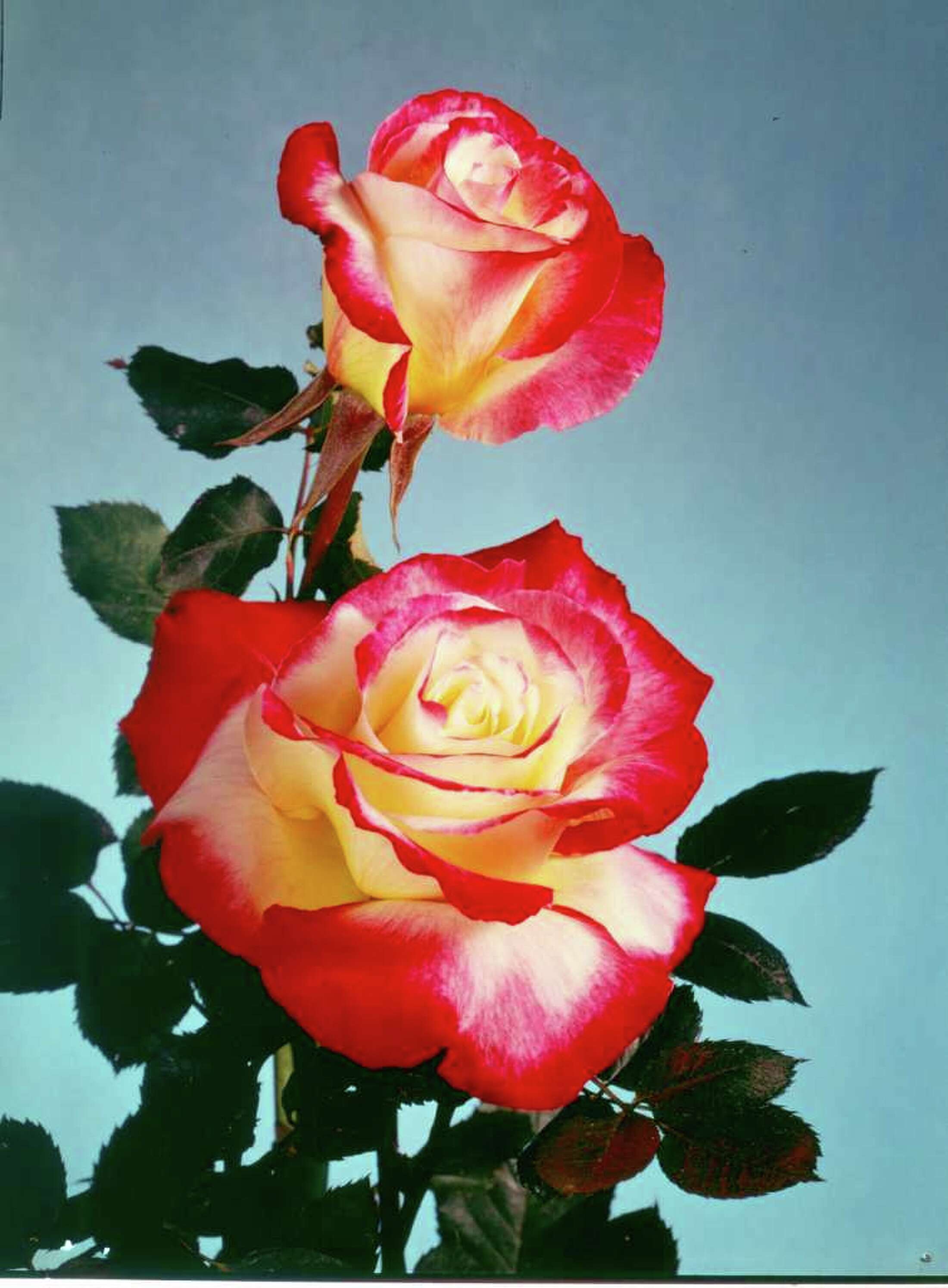 It's almost Valentine's Day: Time to prune your roses