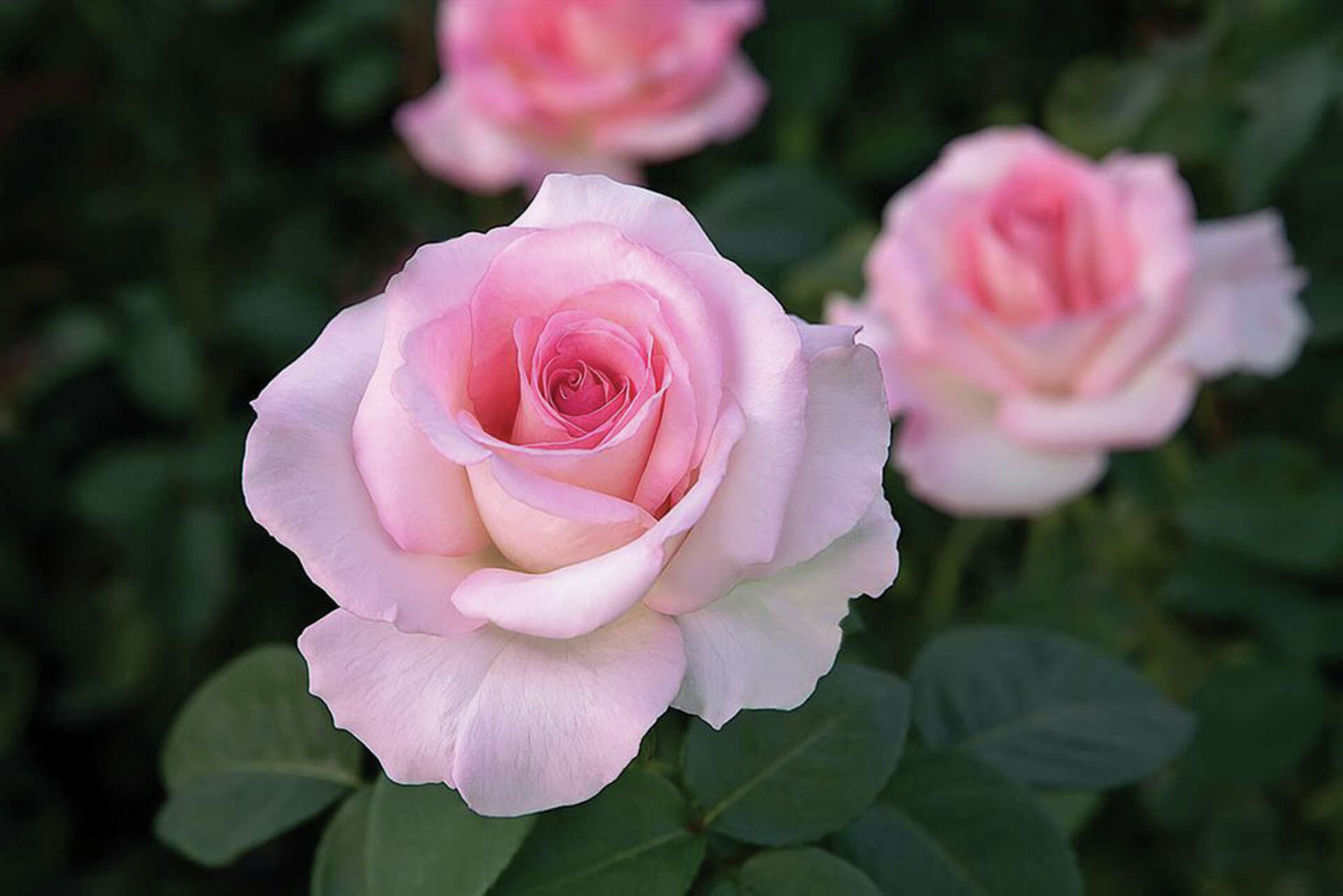 It's almost Valentine's Day: Time to prune your roses