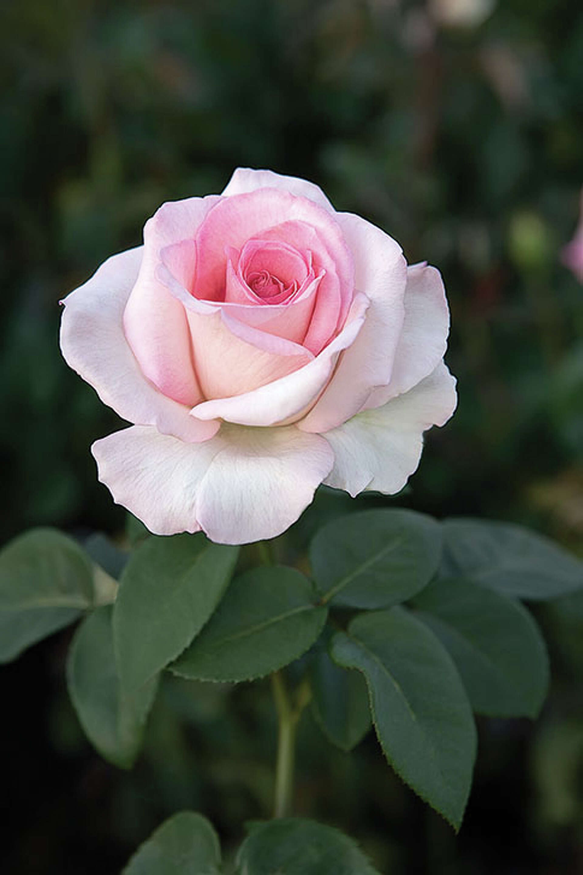 It's almost Valentine's Day: Time to prune your roses