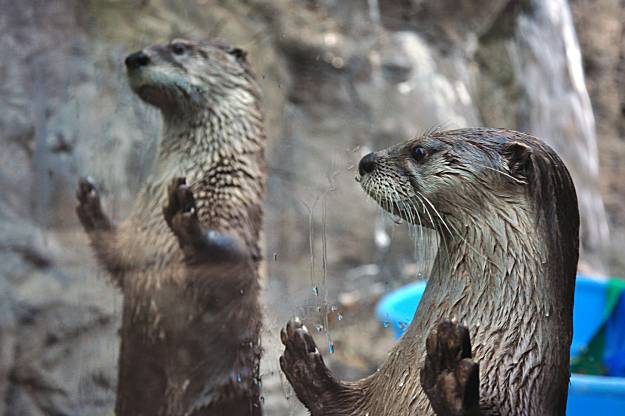 CuriOdyssey: Lots of nature at Coyote Point