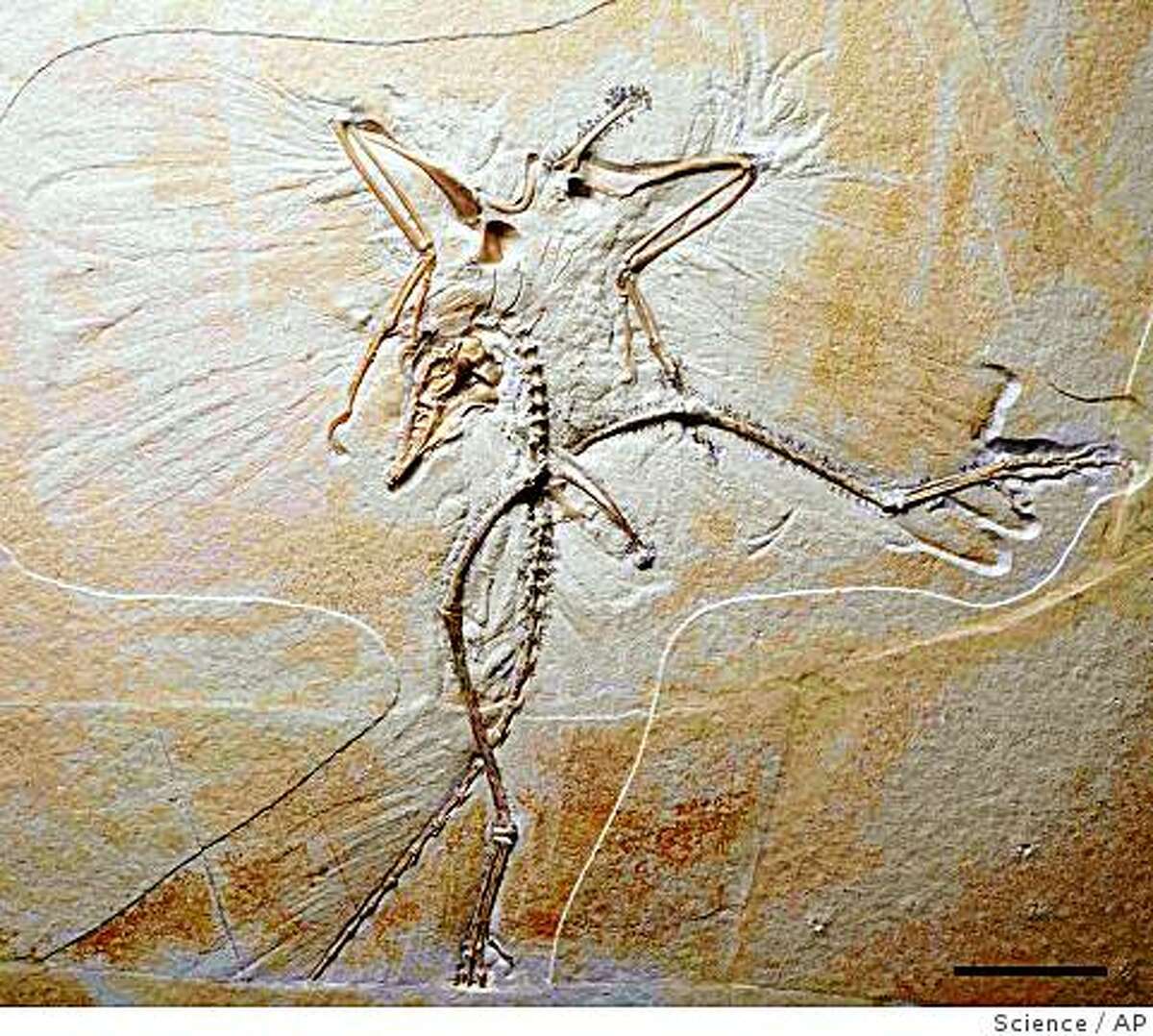 High-energy X-ray confirms feathered dinosaur
