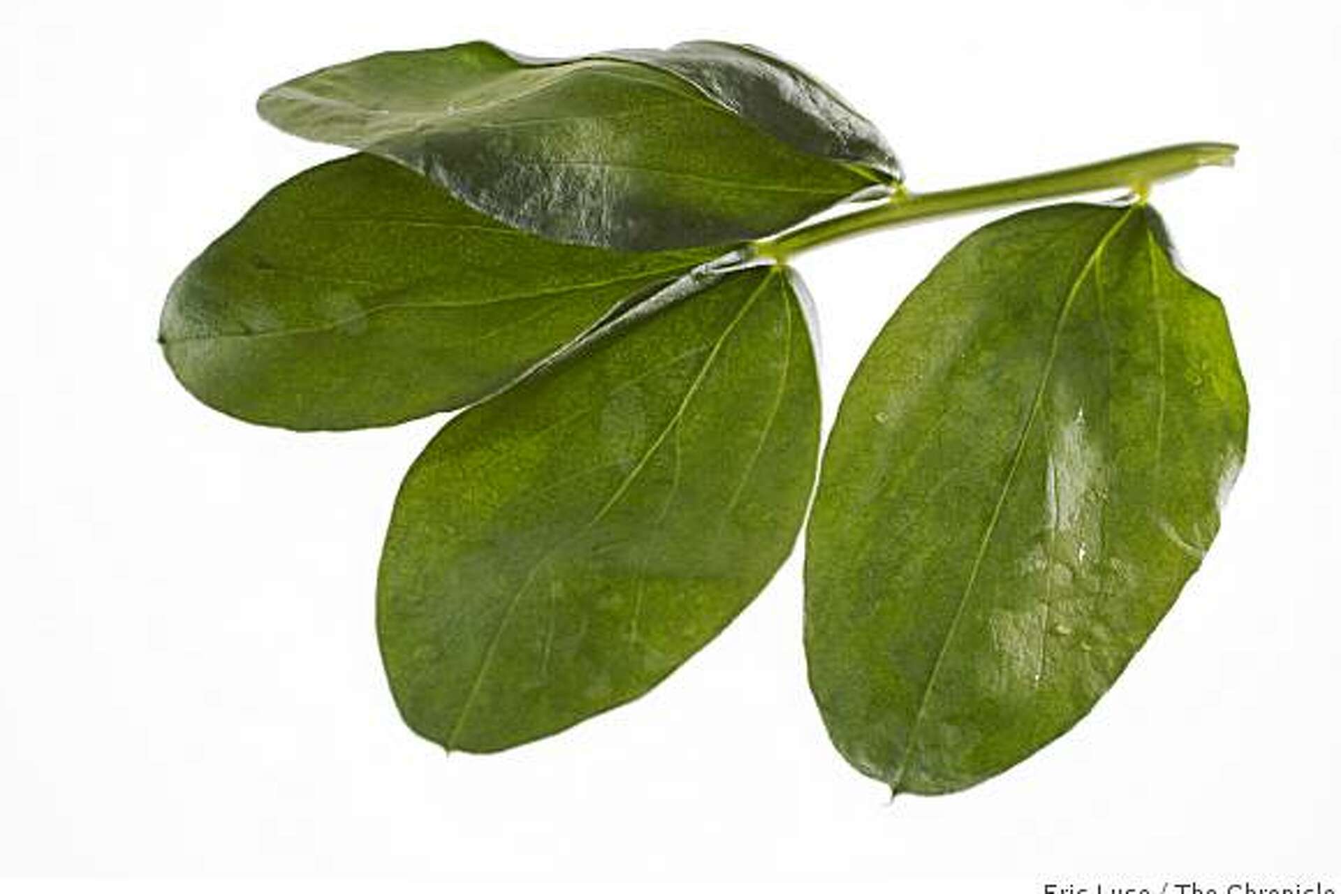 Fava leaves the latest green to showcase spring