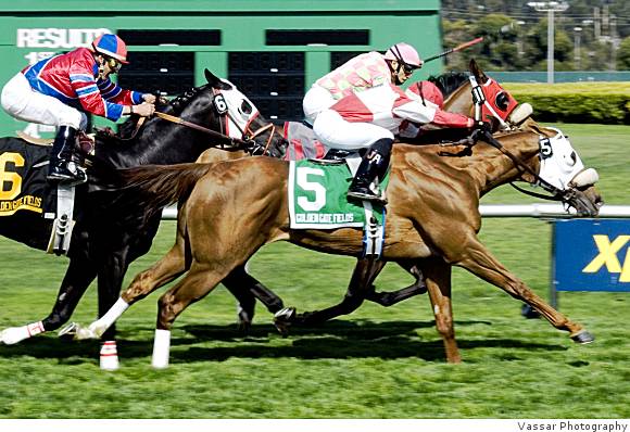 Mr Napper Tandy's dandy win in San Francisco Mile