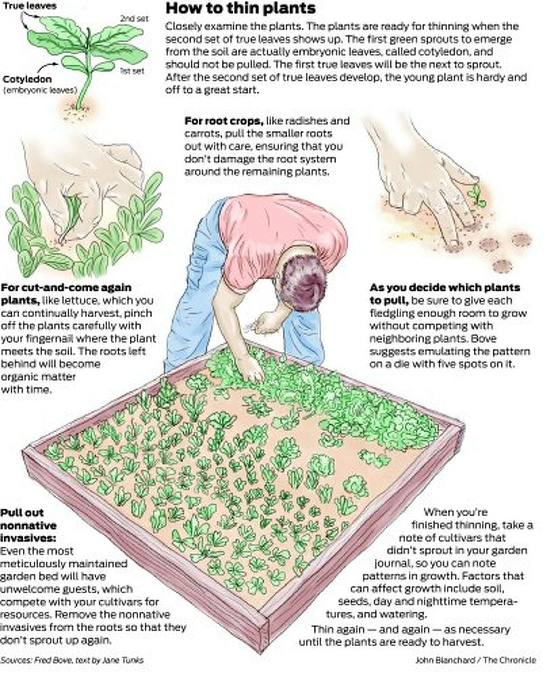 How to thin plants to help garden grow