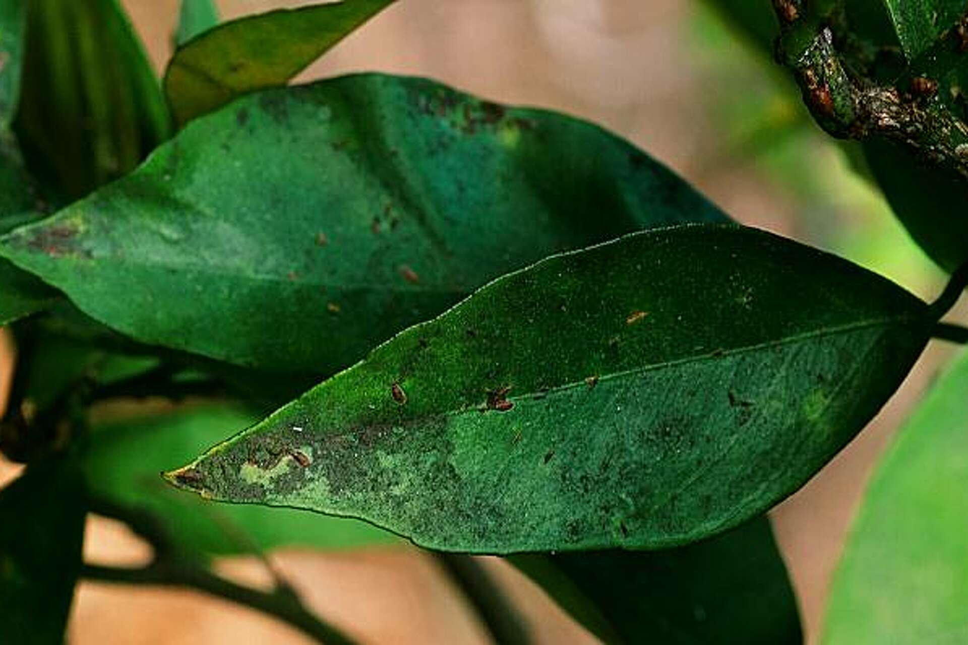 Sooty mold on Meyer lemon caused by insect pests