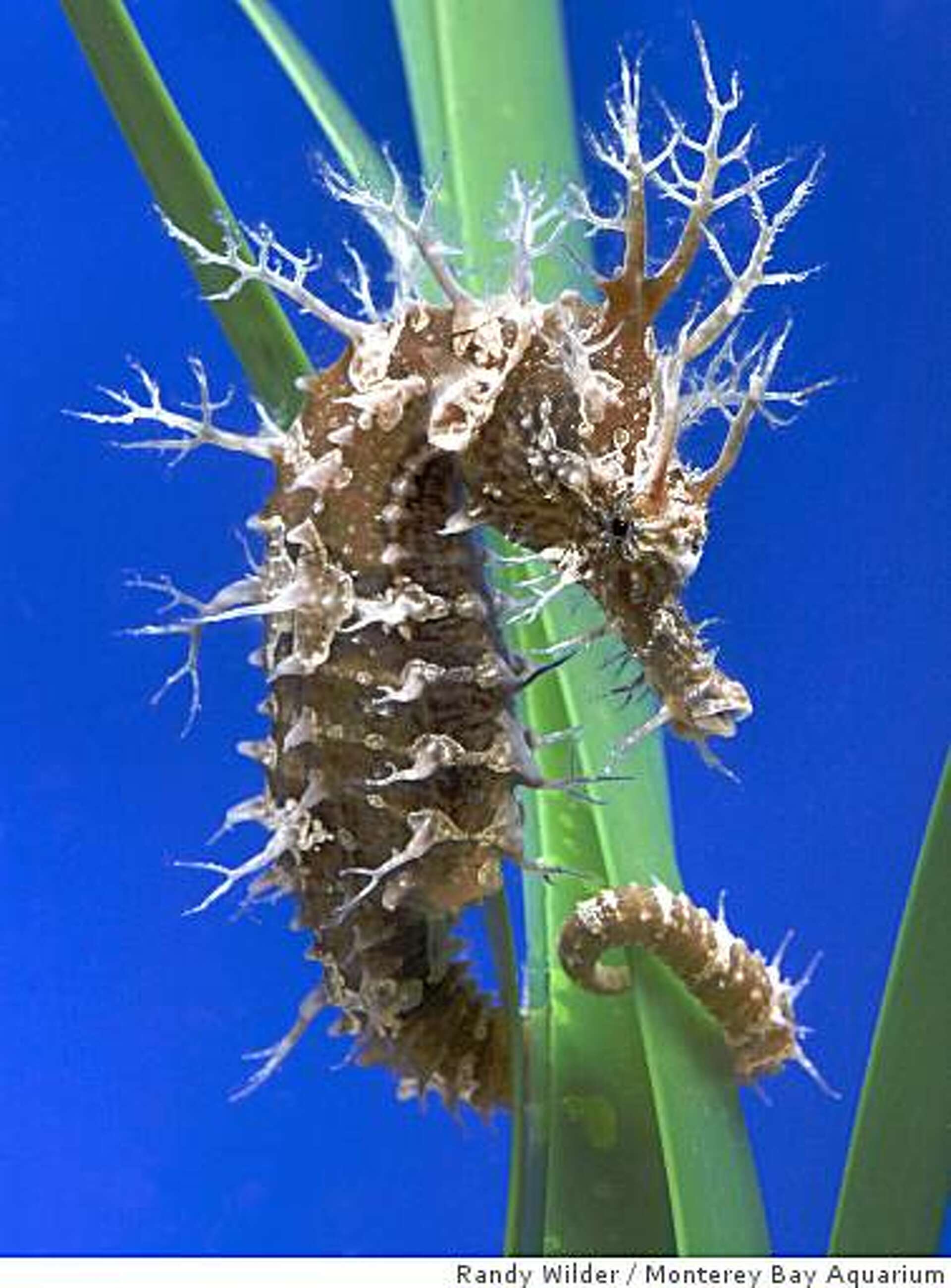 Sea horse fun facts Sea horses bump jellyfish at Monterey aquarium