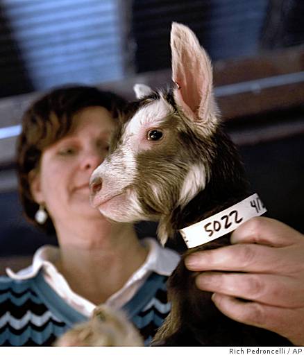 UC Davis' bacteria-fighting goats to rescue?