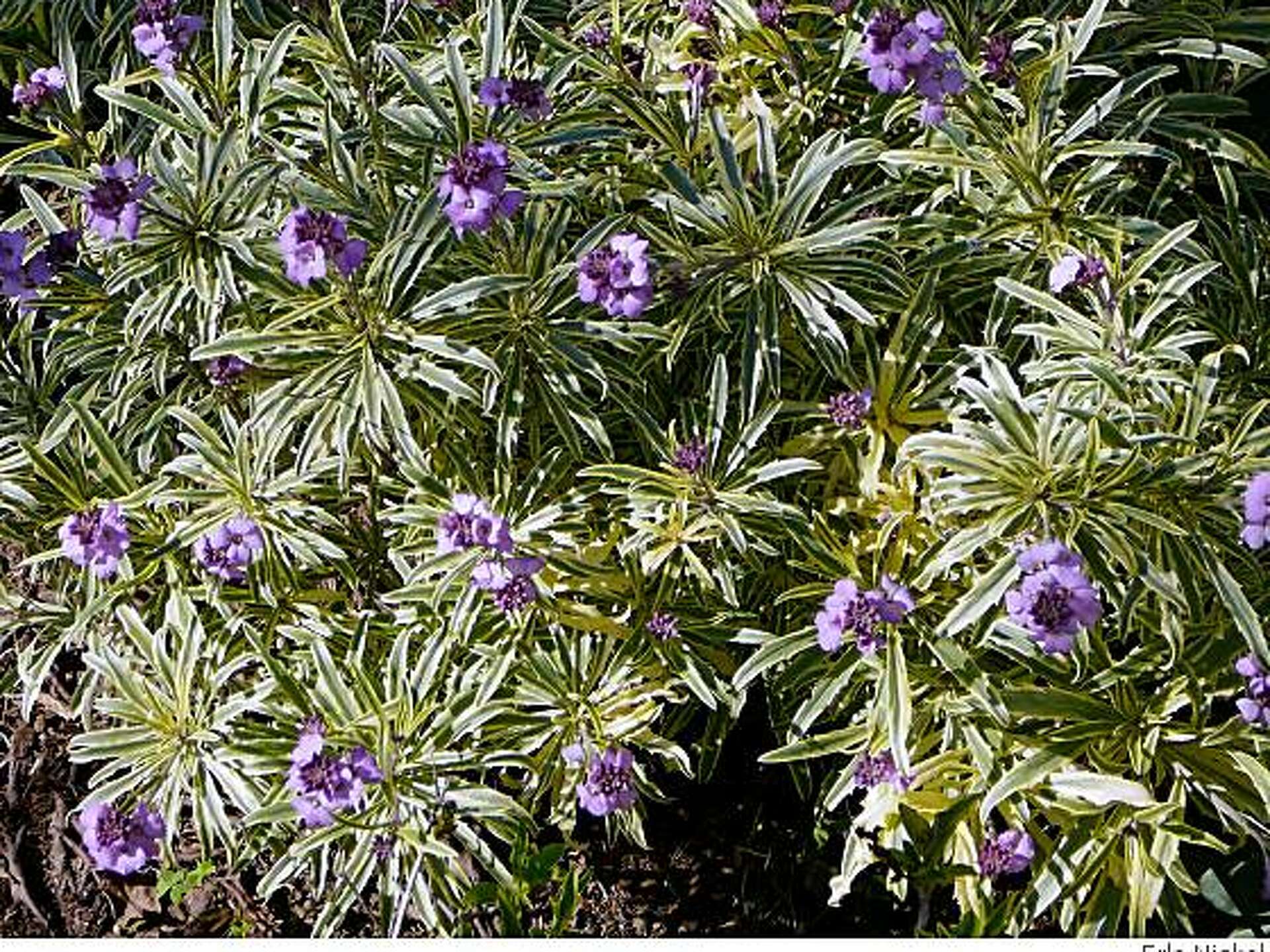 Pick of the Week: This wallflower is no shy companion