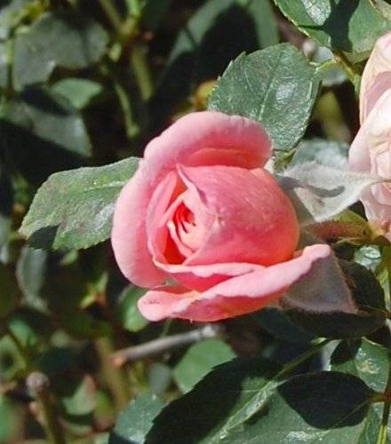 Road trip for rose bush: How to move it safely