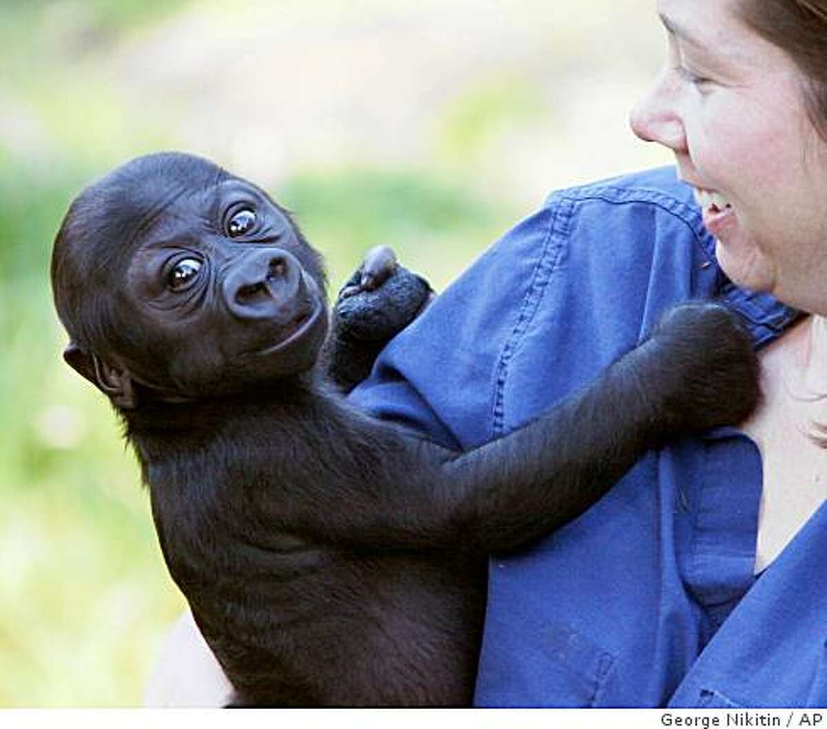 Three questions for S.F. Zoo primate keeper