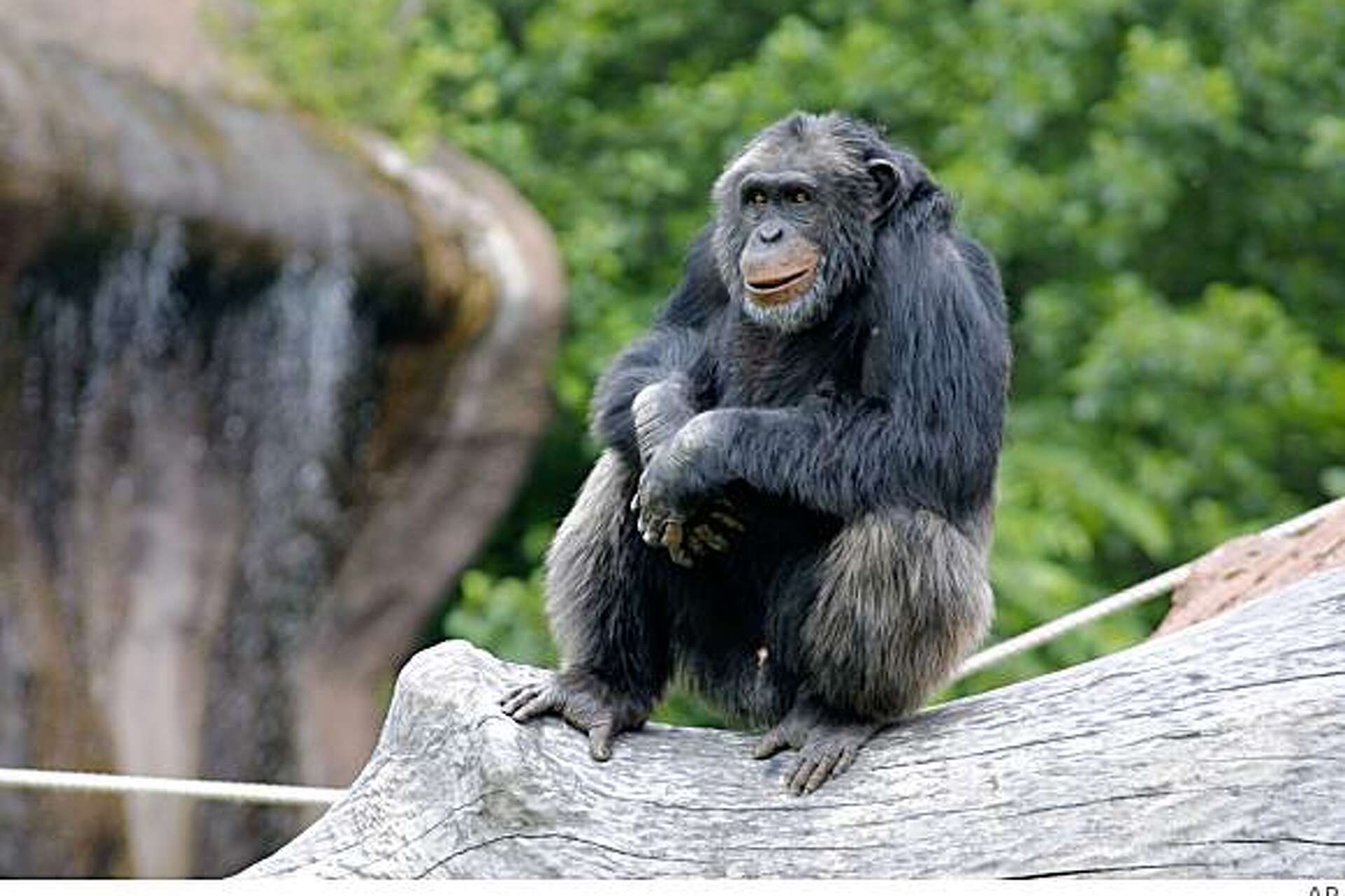 Chimp collects rocks to throw at people later