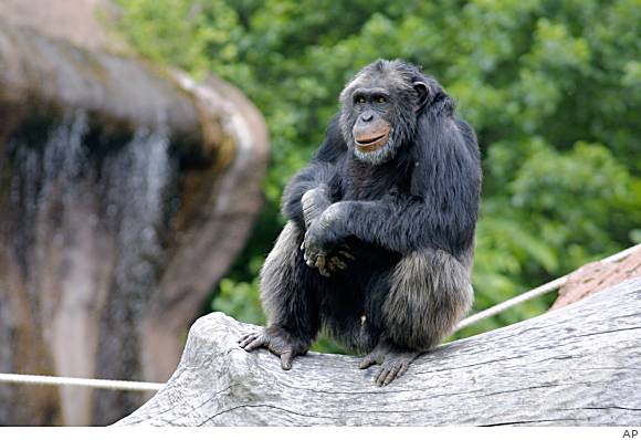 Chimp collects rocks to throw at people later
