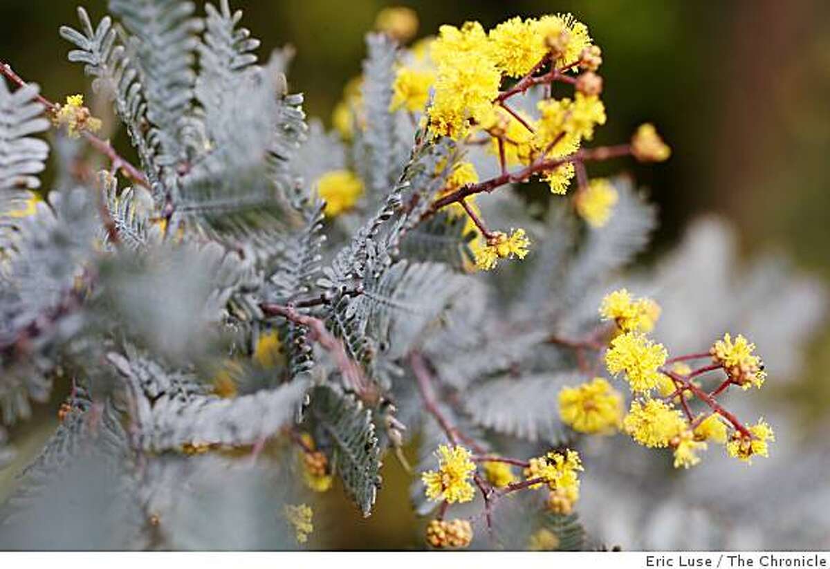 Terraced backyard full of surprises