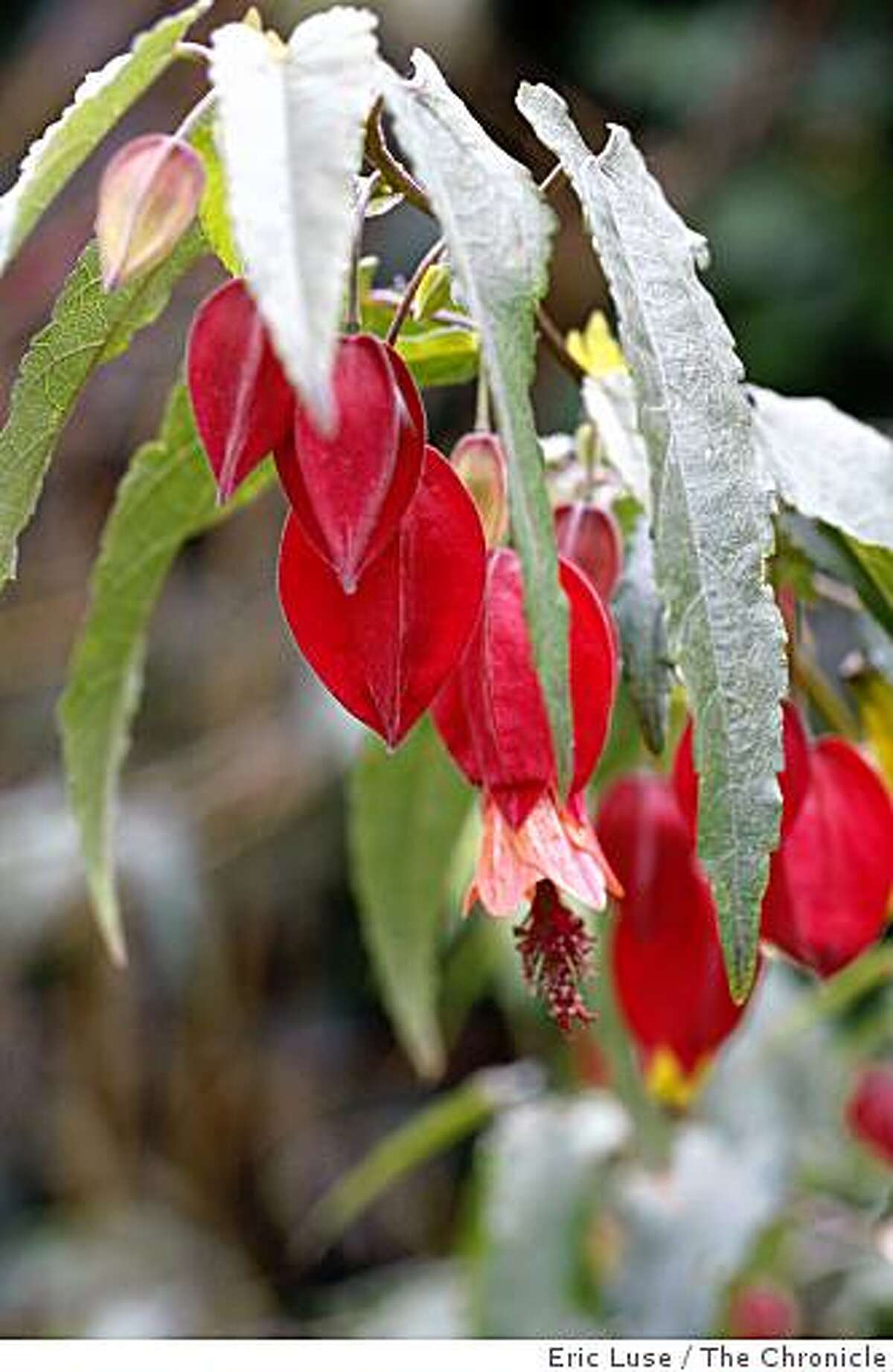 Terraced backyard full of surprises