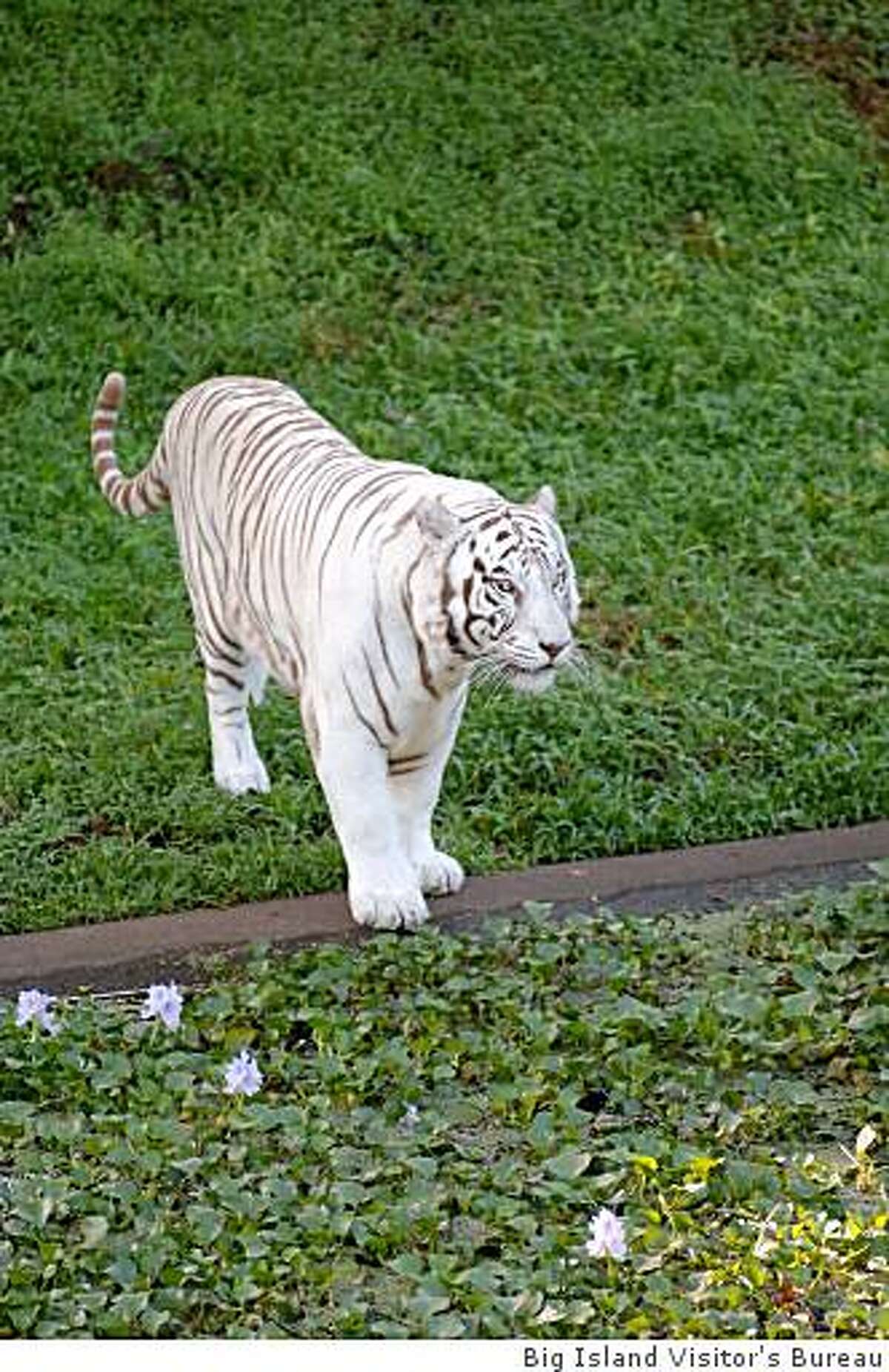 Keep the kids dry but happy in Hawaii