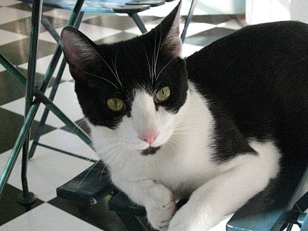 Pinky - the most wanted unwanted cat