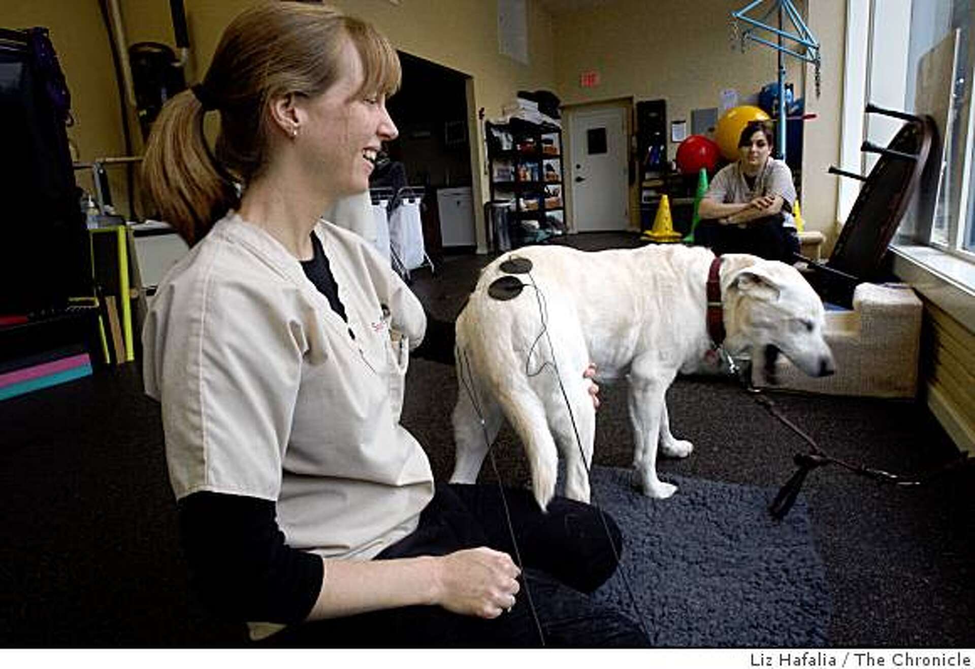 Pet therapy center tames dogs of recession