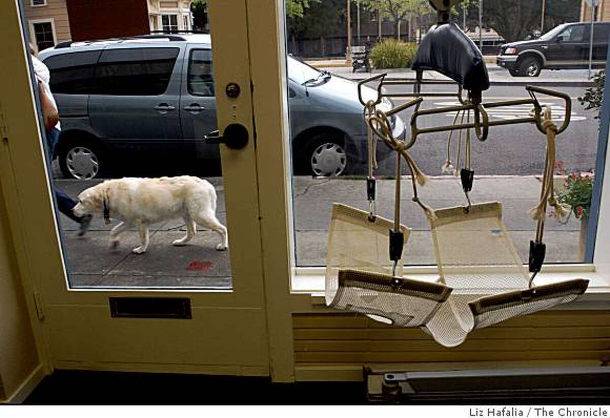 Pet therapy center tames dogs of recession