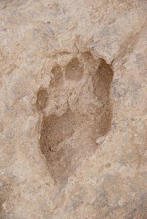 Ancient footprints show how feet developed