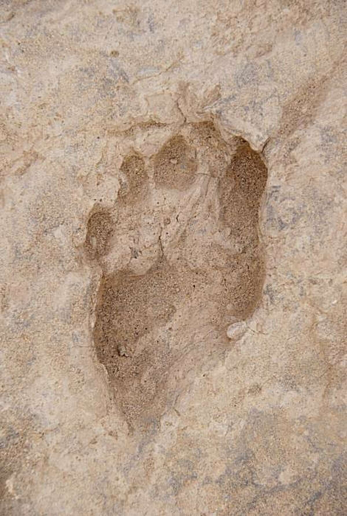 Ancient footprints show how feet developed