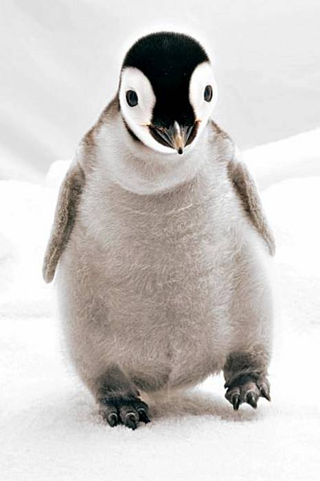Another emperor penguin hatches at SeaWorld