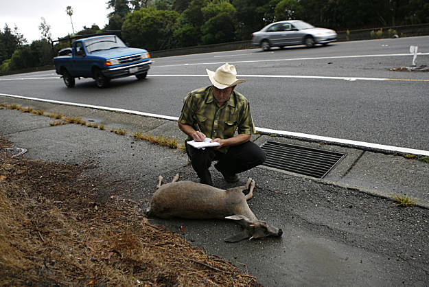 Roadkill warriors track carnage to save lives