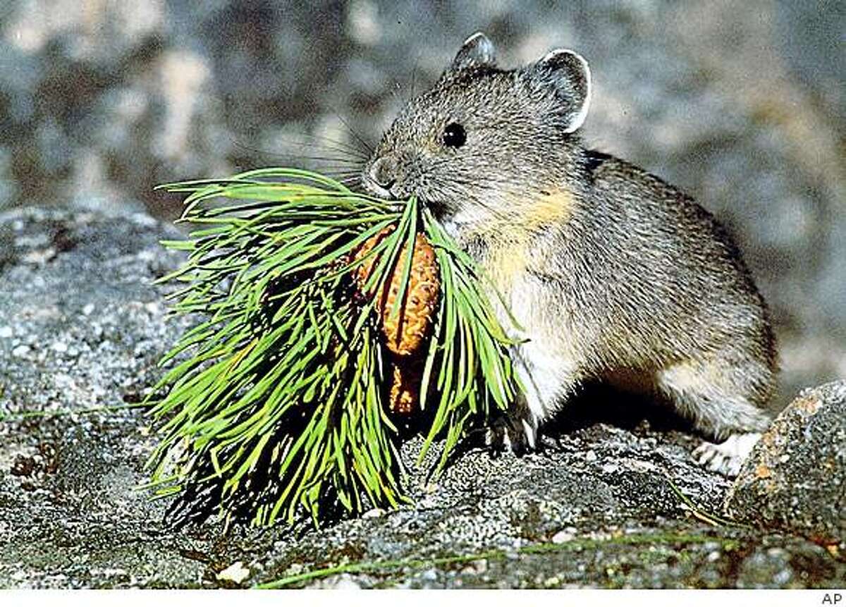 Climate change spells extinction for pikas of Lake Tahoe