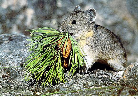 U.S. agrees to consider protections for pikas