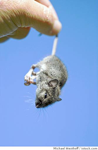 The myth of the 'San Francisco mouse'