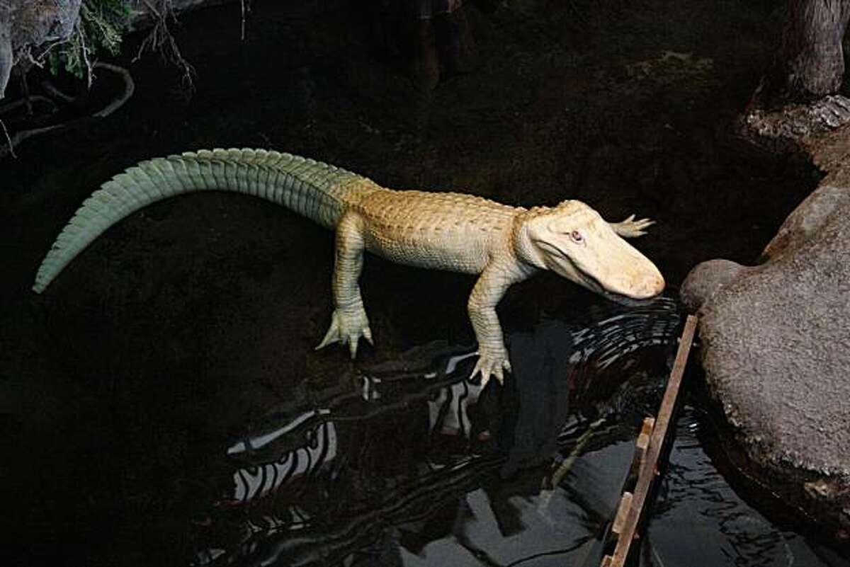 Albino alligator Claude to mark 15th birthday