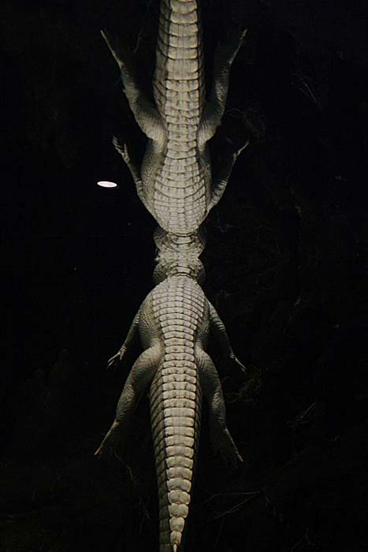 Albino alligator Claude to mark 15th birthday