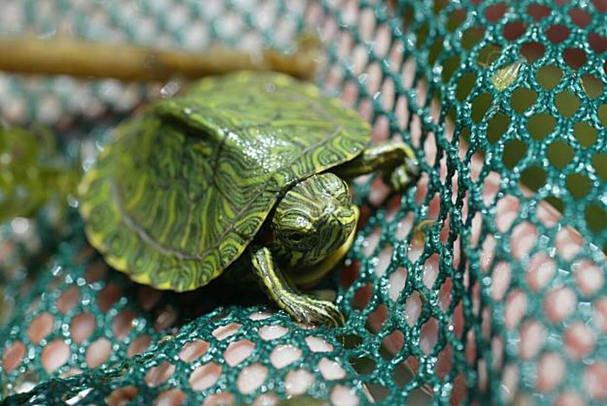 Red-eared slider turtles dumped in marshes