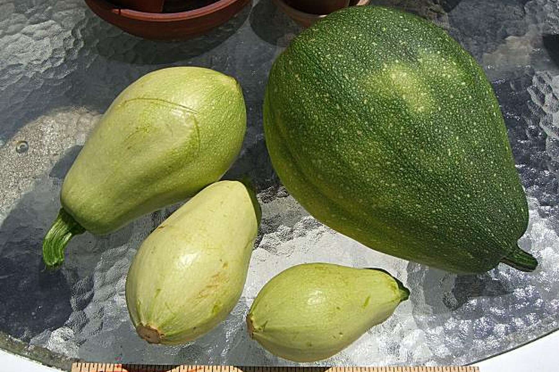 Kuta Squash Seeds