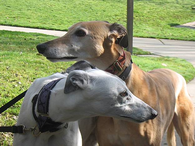 When there's a new dog in town