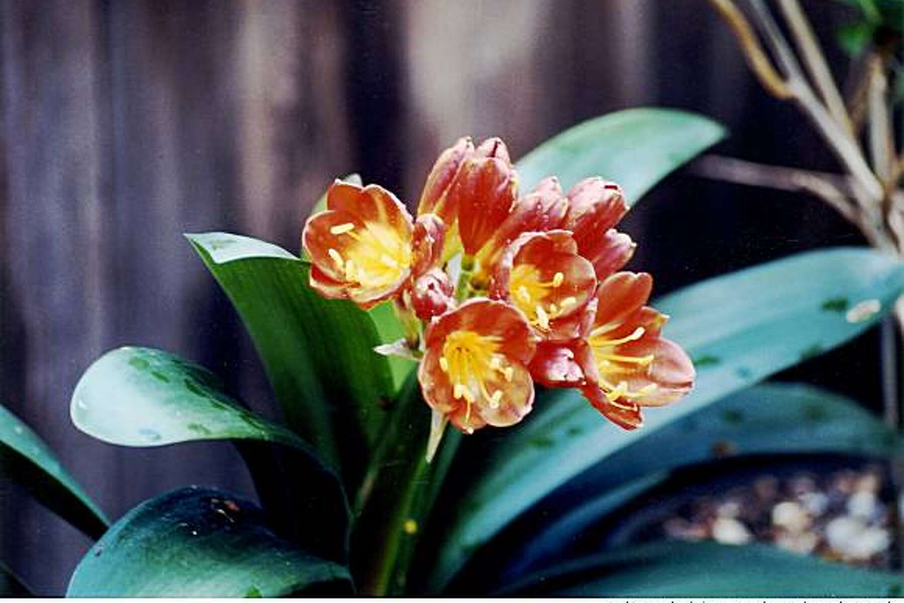 Clivia Flower Meaning | Best Flower Site