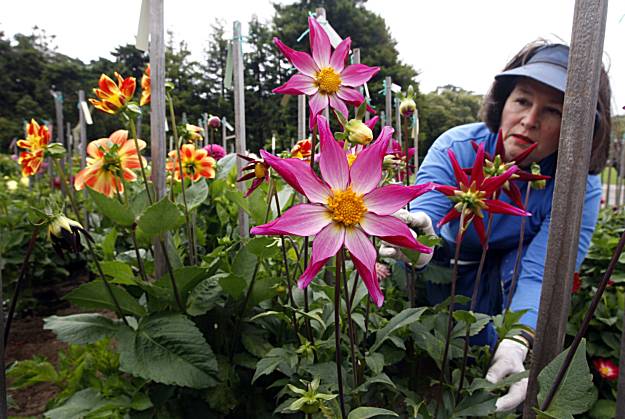 Hello, dahlia! S.F.'s official flower in bloom