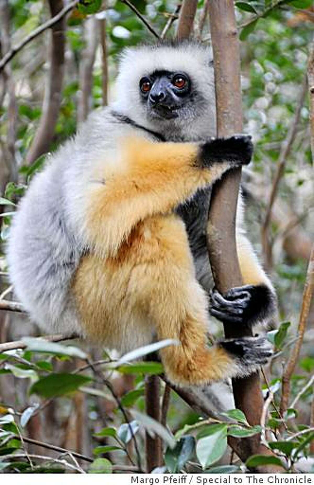 See seriously weird Madagascar while you can