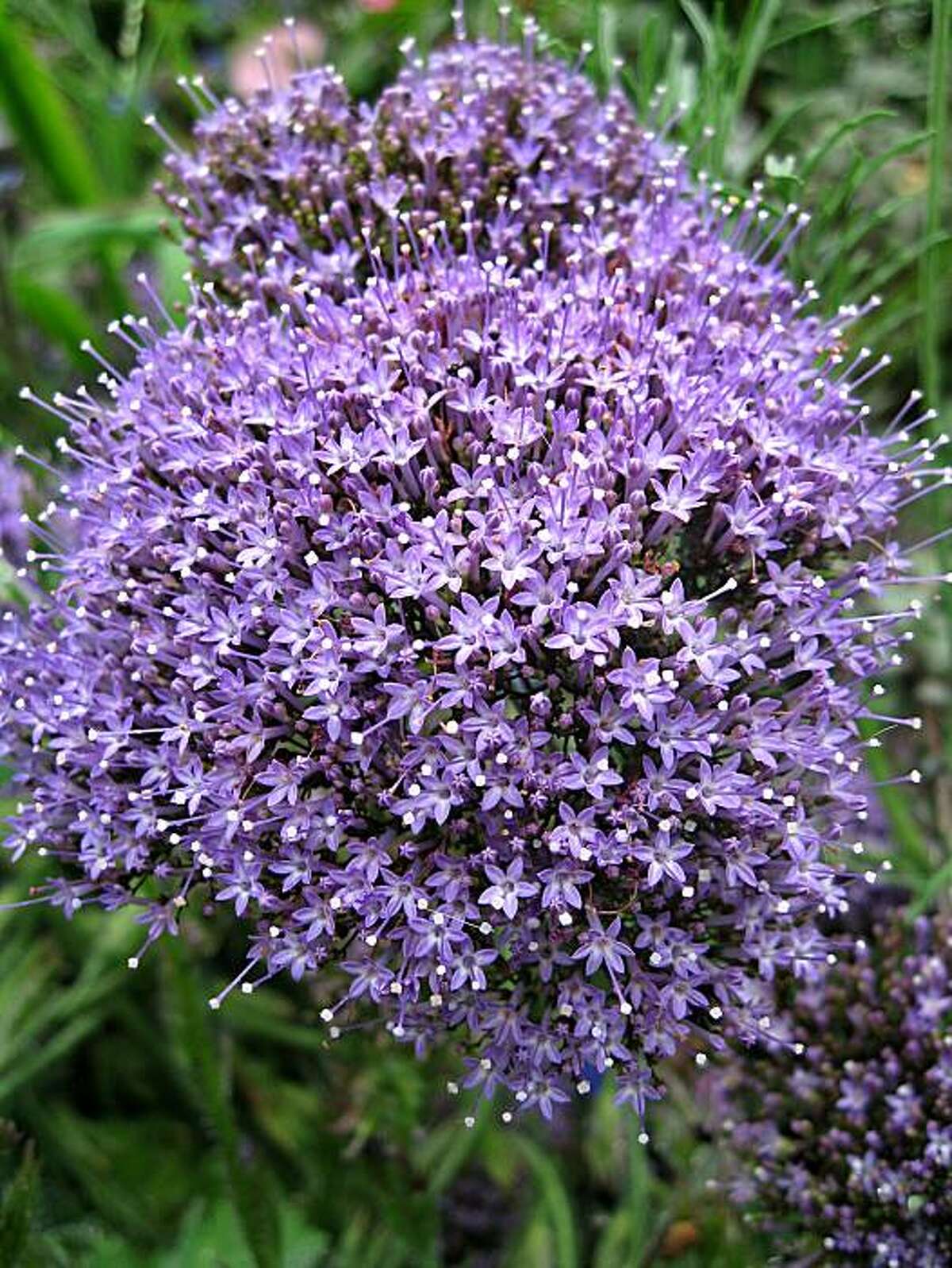 Blue throatwort at home in the Bay Area climate