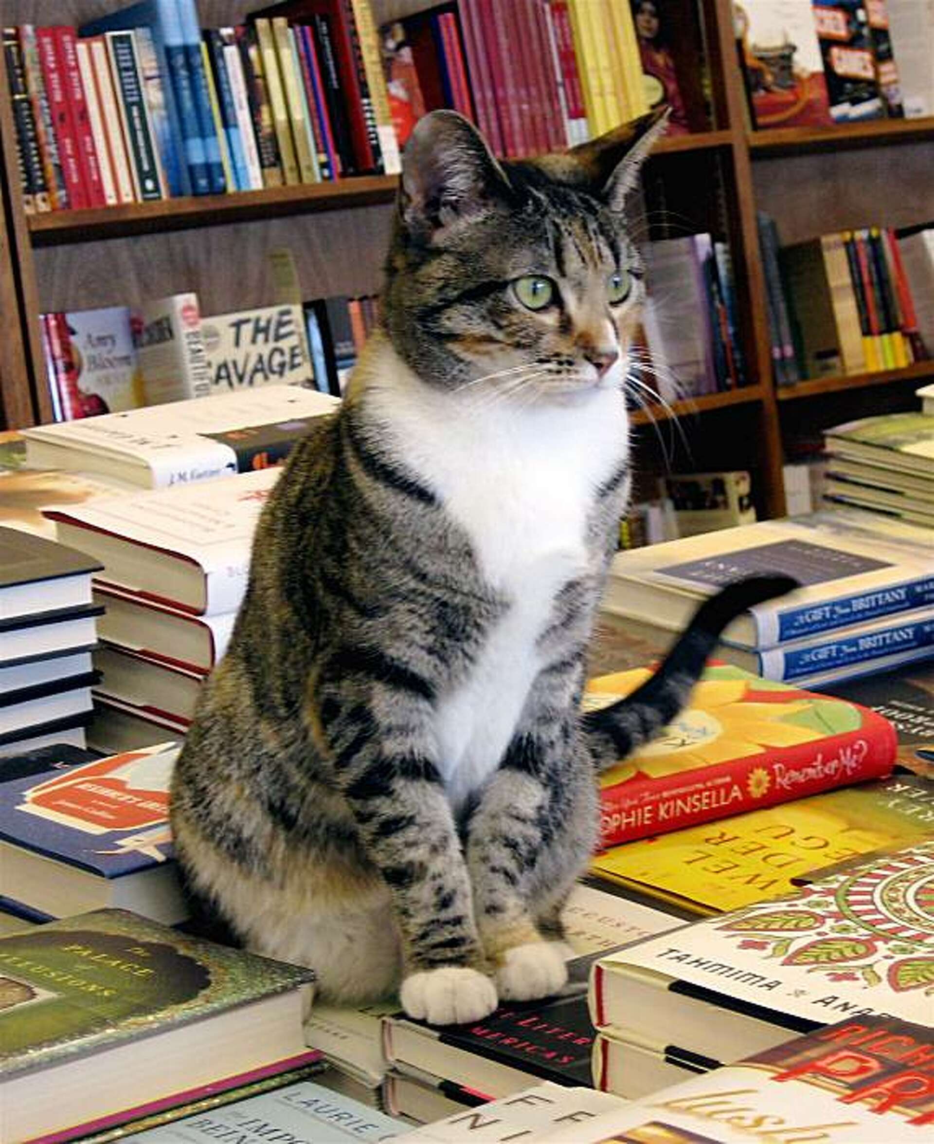 Shelf lives of bookstore cats