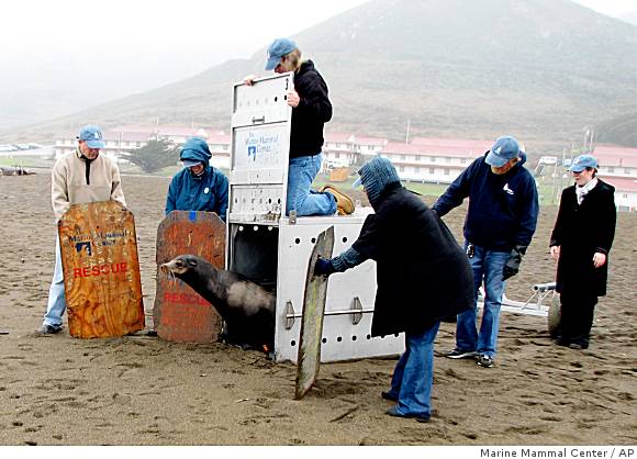 From rescue to freedom for sea lion